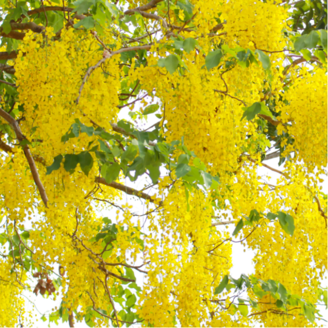 Buy Cassia Fistula Online in Australia – Queens Garden Centre