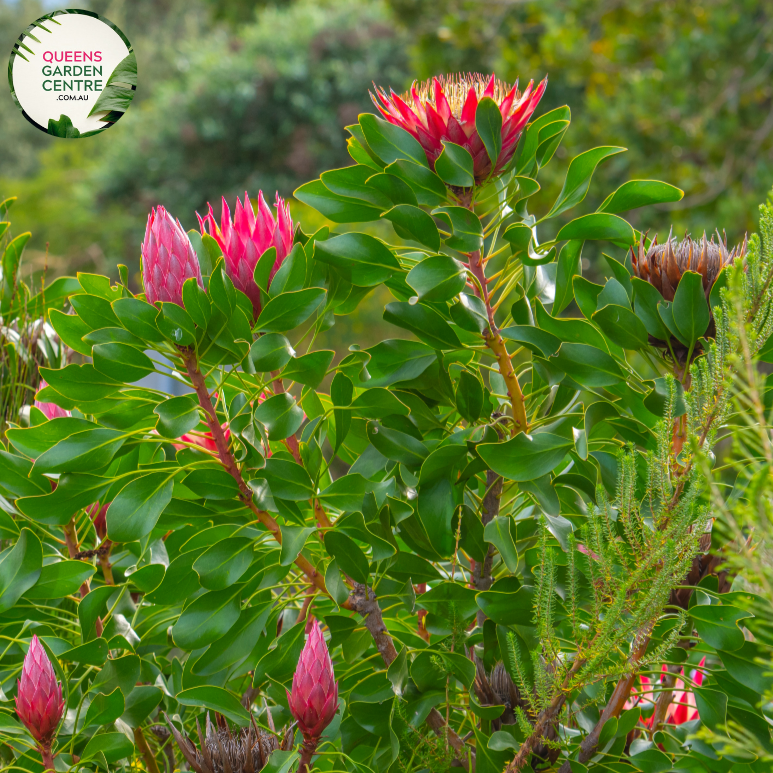 Protea - Buy Protea Special Pink Ice Online in Australia – Queens Garden Centre