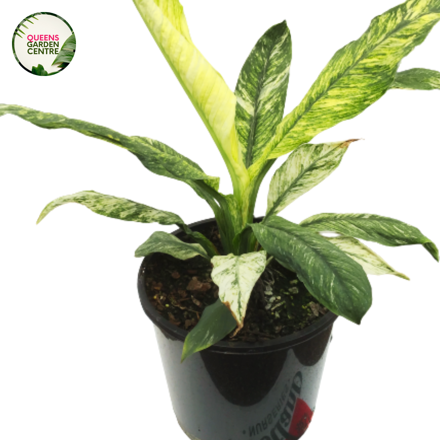 Buy Spath Sensation Variegated Online in Australia | Spath Sensation – Queens Garden Centre