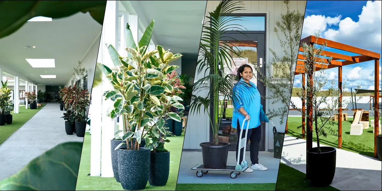 8 Exotic Plants That Will Transform Your Outdoor Space – Queens Garden ...