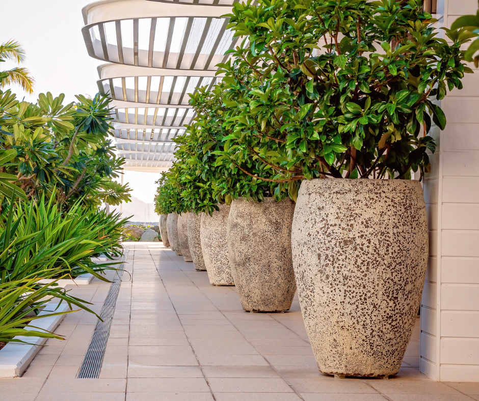 Buy Feature Plants Online in Australia – Queens Garden Centre