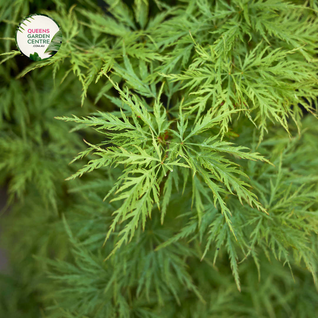 Buy Acer Palmatum Dissectum Filigree in Australia – Queens Garden Centre