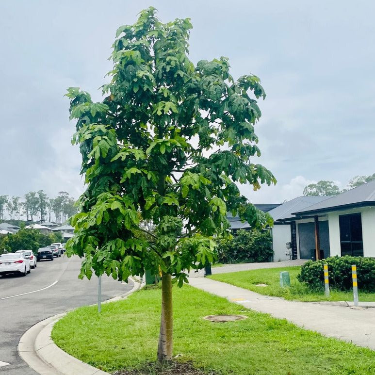 Buy Brachychiton acerifolius Illawara Flame Tree Online in Australia ...