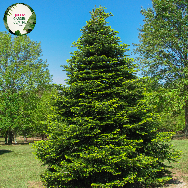 Buy Abies Nordmanniana Nordmann Fir Online in Australia | Abies ...