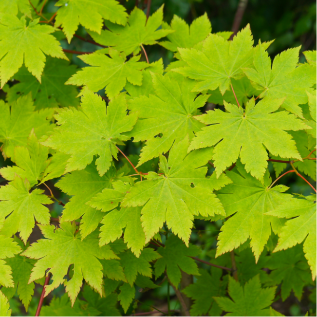 Buy Acer japonicum Vitifolium Full Moon Maple Online in Australia ...