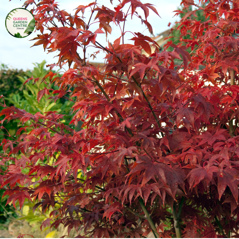 Buy Acer Palmatum Shaina Online in Australia | Acer Palmatum Shaina ...