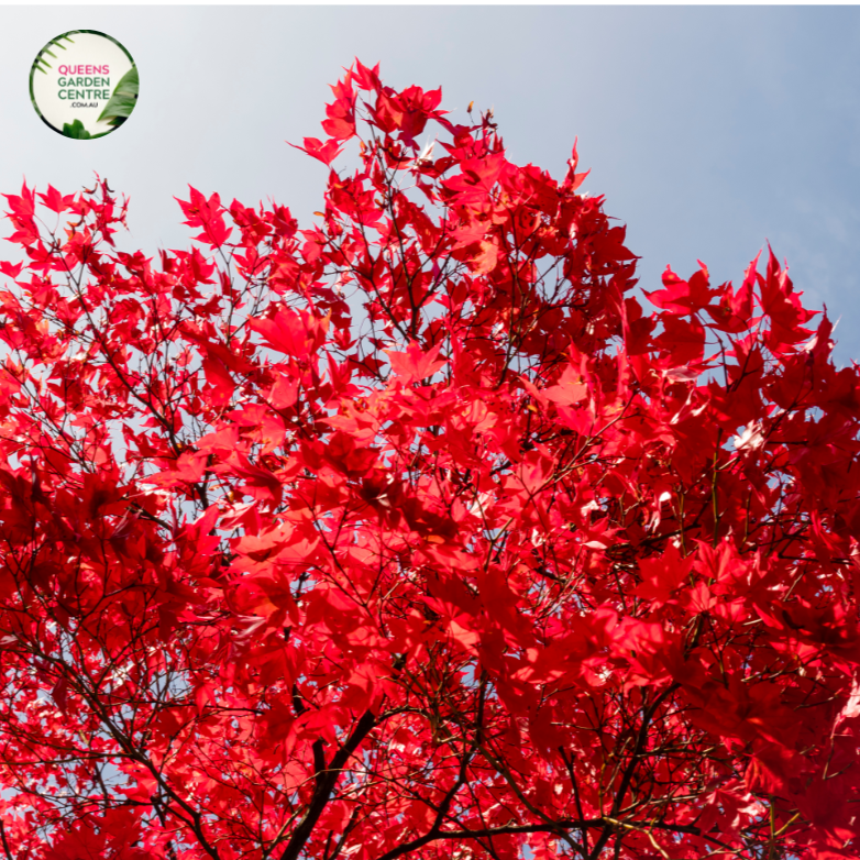 Buy Acer rubrum 'Frank Jr Redpointe Online in Australia | Acer rubrum ...