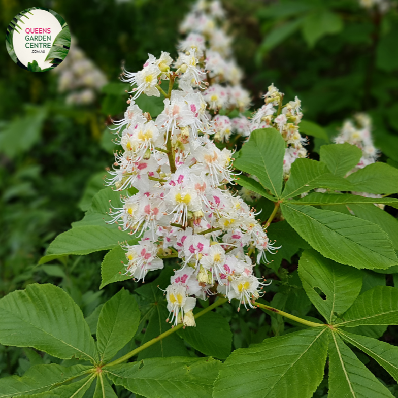 Buy Aesculus Indica Indian Horse Chestnut Online in Australia – Queens ...