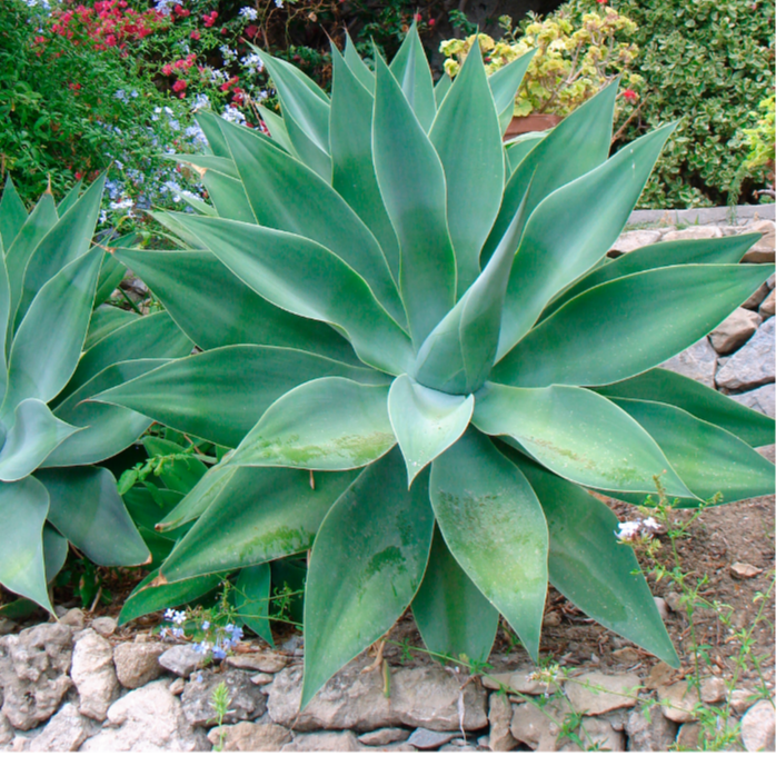 Buy Agave attenuata {Foxtail Agave} Online in Australia | Foxtail Agave ...