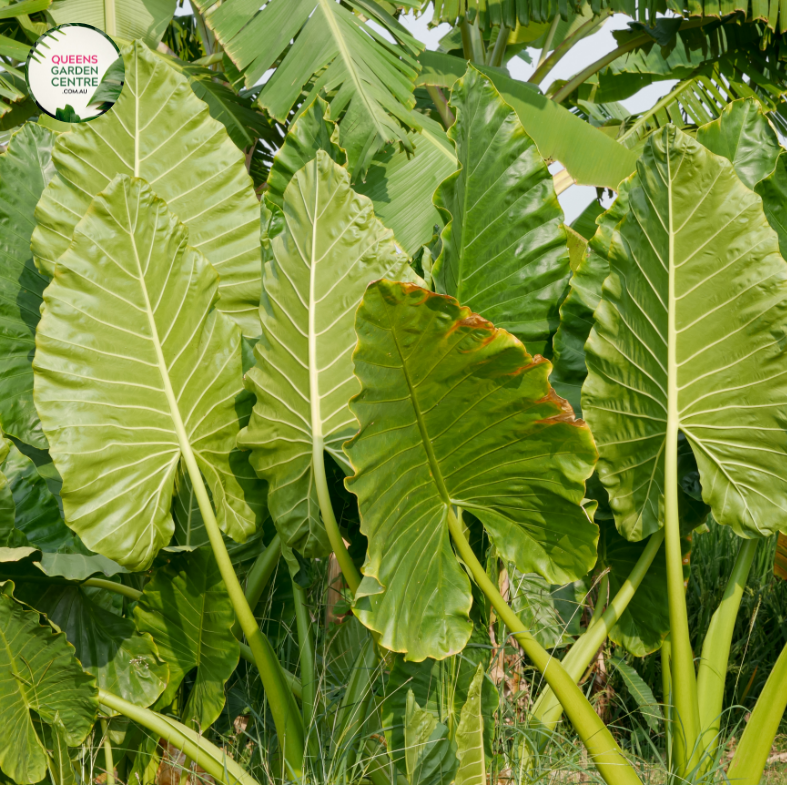 Buy Alocasia Calidora Dwarf Elephant Ear Online in Australia – Queens ...