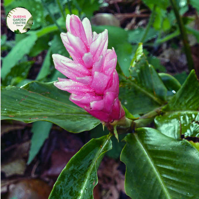 Buy Alpinia Henryi Pink Online in Australia – Queens Garden Centre