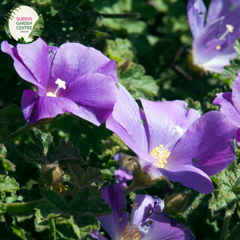 Buy Alyogyne Huegelii West Coast Gem Online in Australia – Queens ...