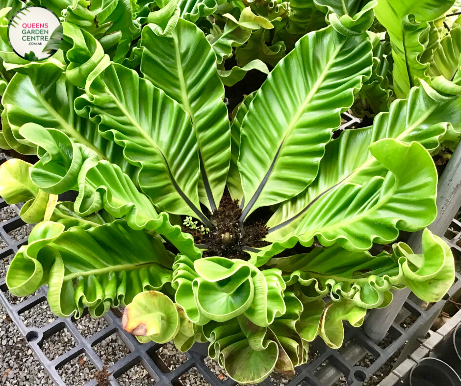 Buy Asplenium nidus Birds Nest Fern Online in Australia – Queens Garden ...