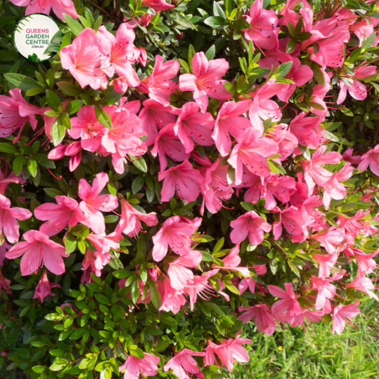 Buy Azalea Autumn Ruby Online in Australia – Queens Garden Centre