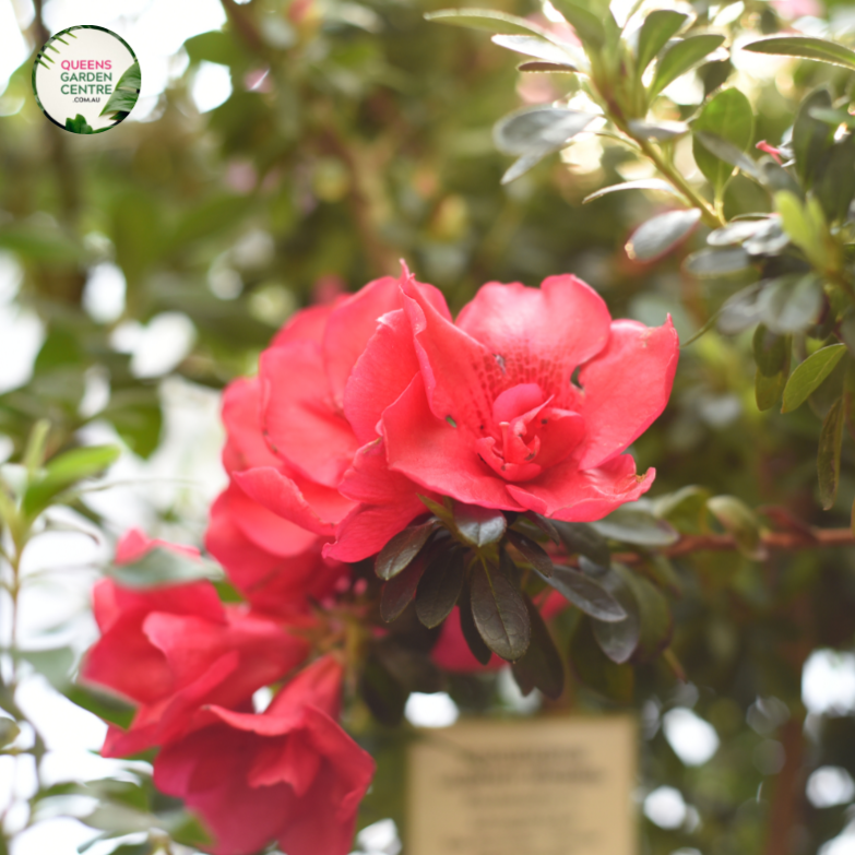 Buy Azalea indica Carnival Candy Online in Australia – Queens Garden Centre