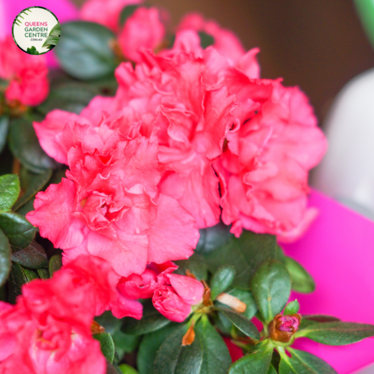 Buy Azalea indica 'Red Wings' Online in Australia – Queens Garden Centre