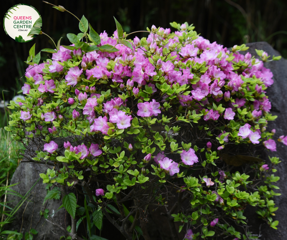 Buy Azalea kurume 'Kirin' Online in Australia – Queens Garden Centre