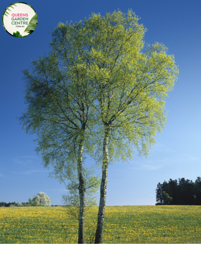 Buy Betula nigra Tropical Birch online Australia – Queens Garden Centre