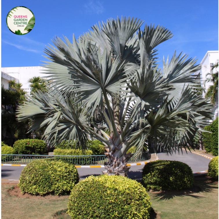 Buy Bismarckia Nobilis Online in Australia – Queens Garden Centre