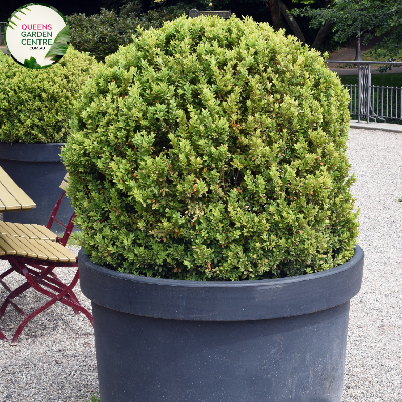 Buy Buxus sempervirens English Box Online in Australia – Queens Garden ...
