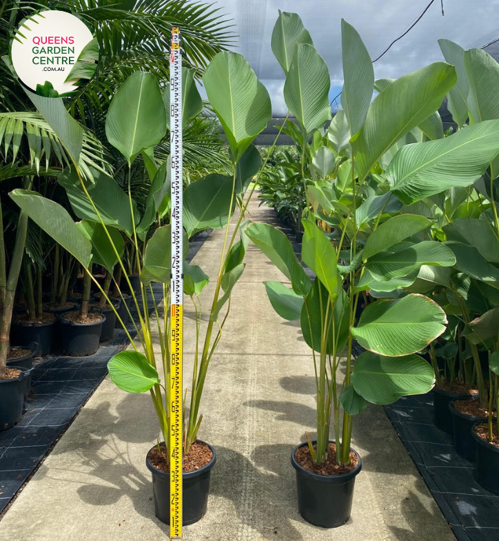 Buy Calathea Lutea Online in Australia – Queens Garden Centre
