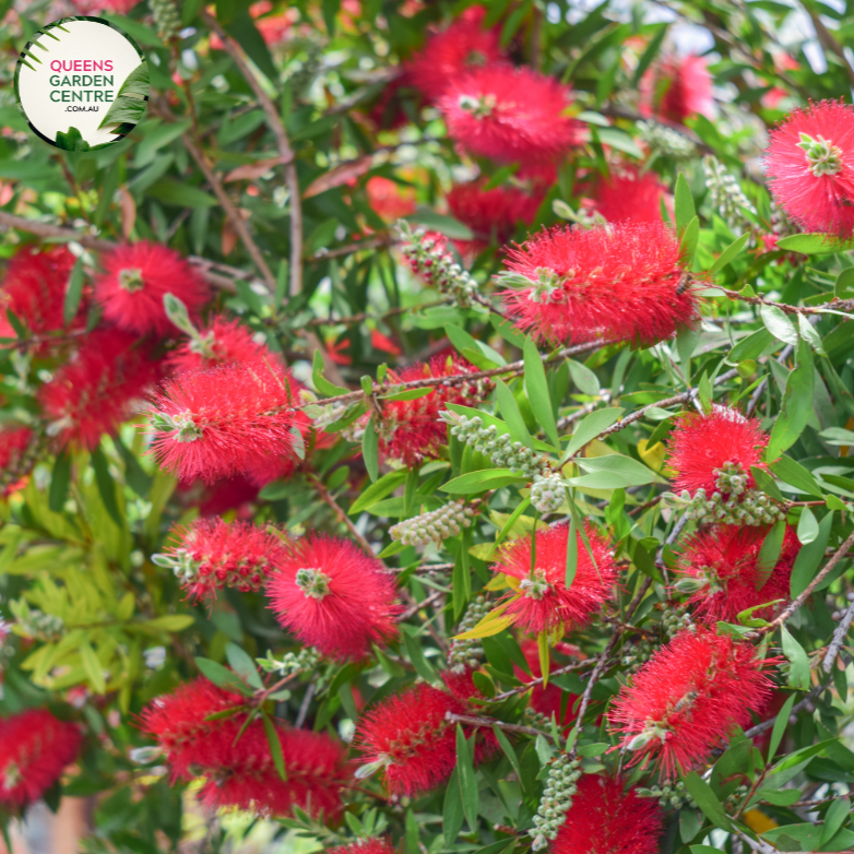 Buy Callistemon Candy Pink Online in Australia – Queens Garden Centre