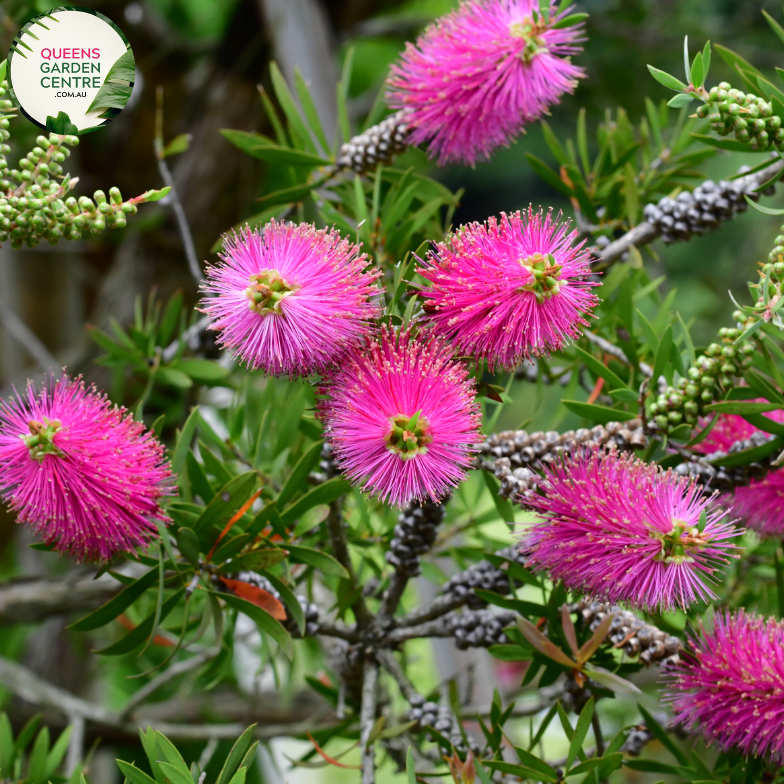 pink callistemon