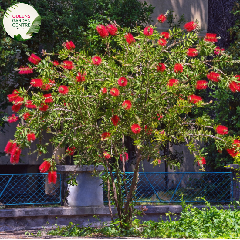 Buy Callistemon viminalis Dawson River Weeper – Queens Garden Centre