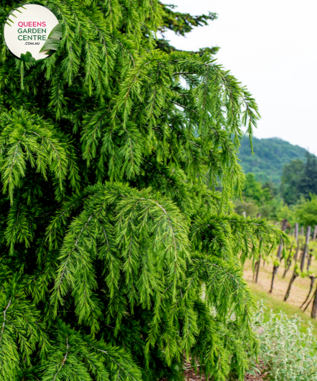 Buy Cedrus deodara Himalayan Cedar Online in Australia – Queens Garden ...