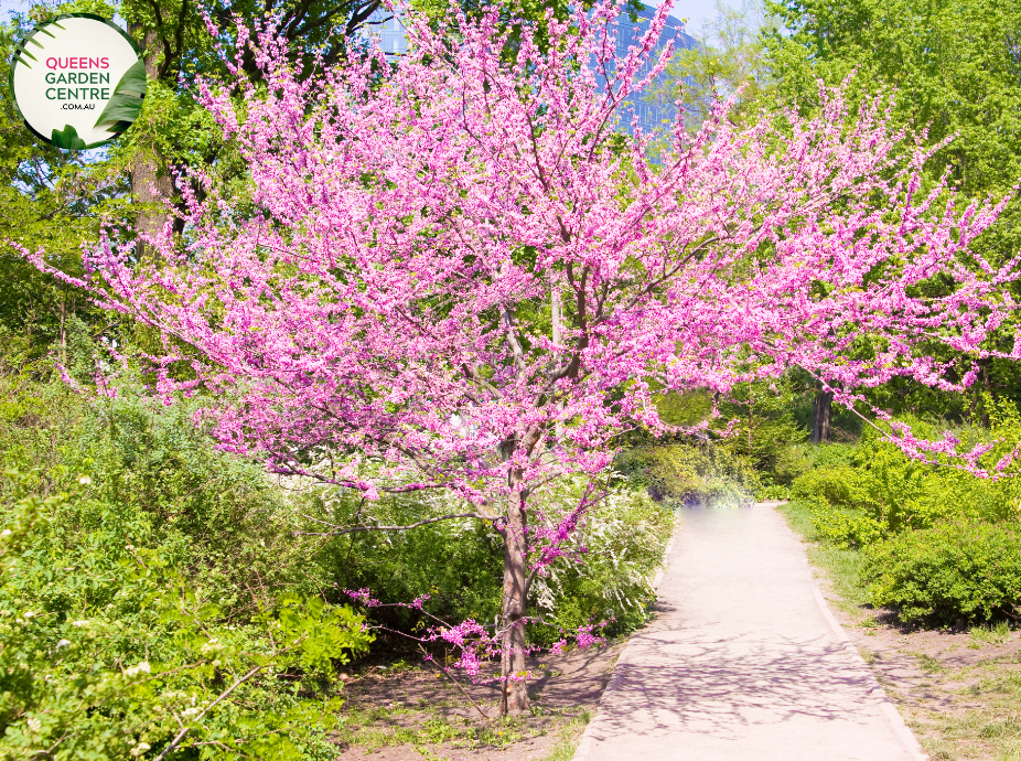 Buy Cercis canadensis Aurelian Online in Australia – Queens Garden Centre