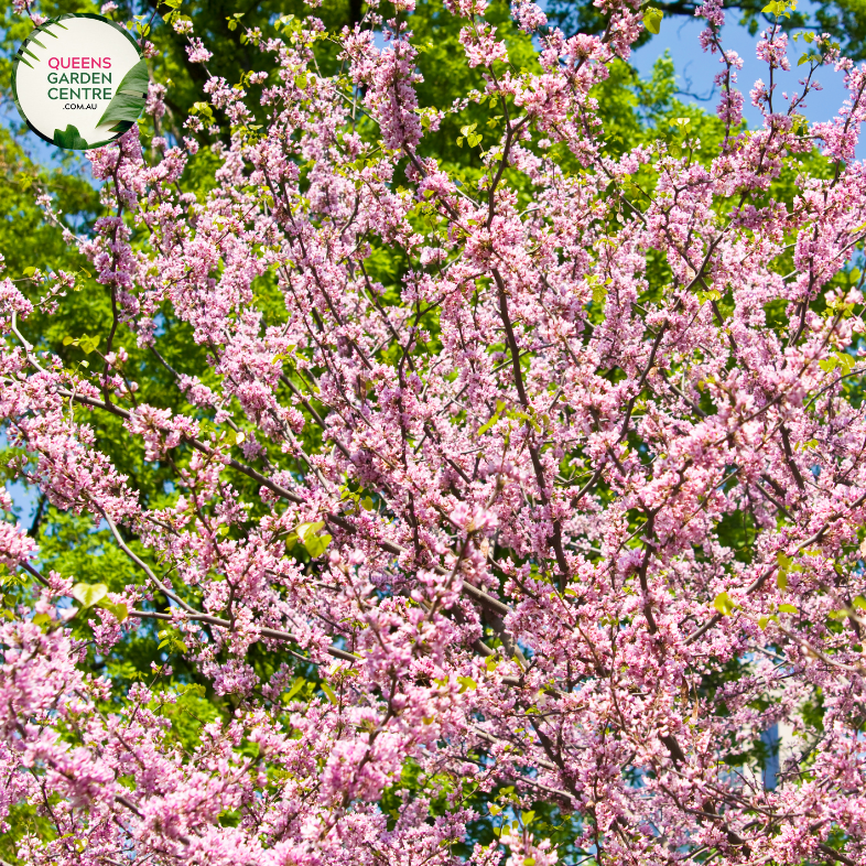 Buy Cercis canadensis Aurelian Online in Australia | Cercis Canadensis ...