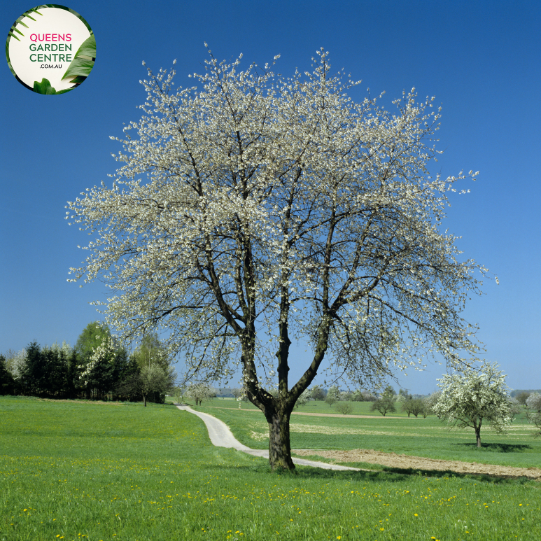 Prunus Avium Tree Buy Prunus Avium 'Plena' (Wild Cherry/Double Gean)