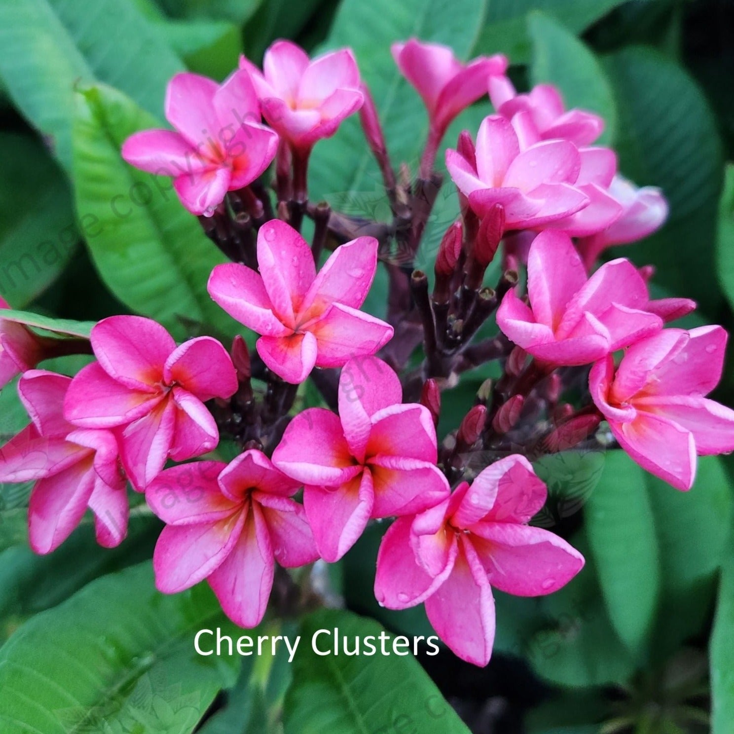 Buy Plumeria Rubra Cherry Clusters Frangipani Online in Australia ...