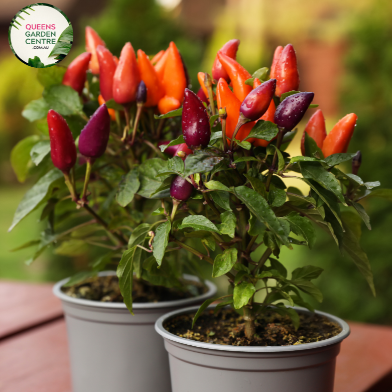 Buy Chilli - Ornamental Capsicum Annuum Online in Australia – Queens ...