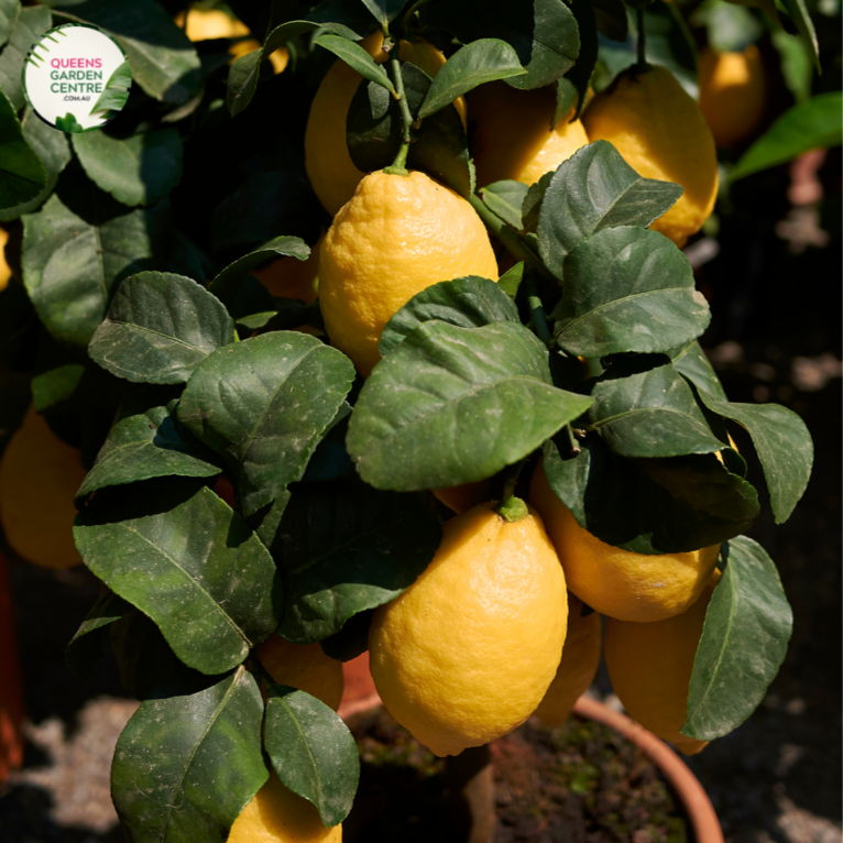 Buy Citrus - Lemon Lisbon Citrus limon Online in Australia – Queens ...
