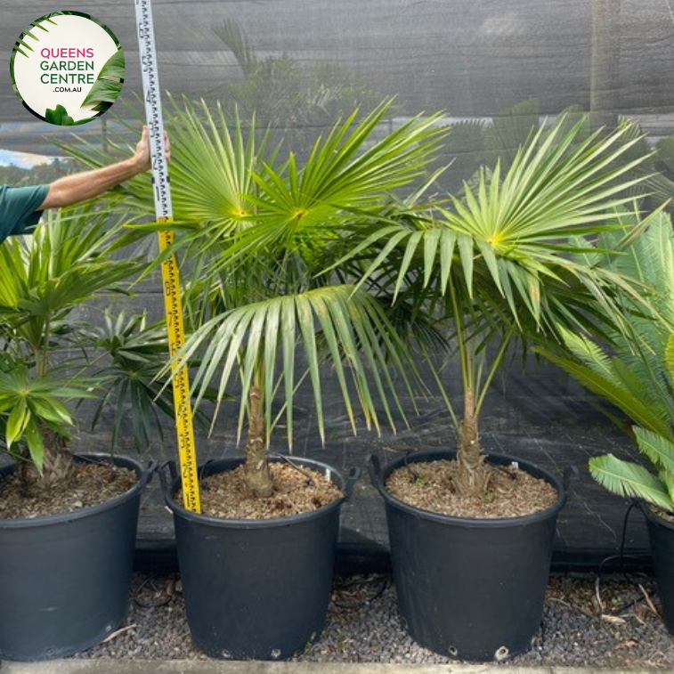 Buy Coccothrinax alta Online in Australia – Queens Garden Centre