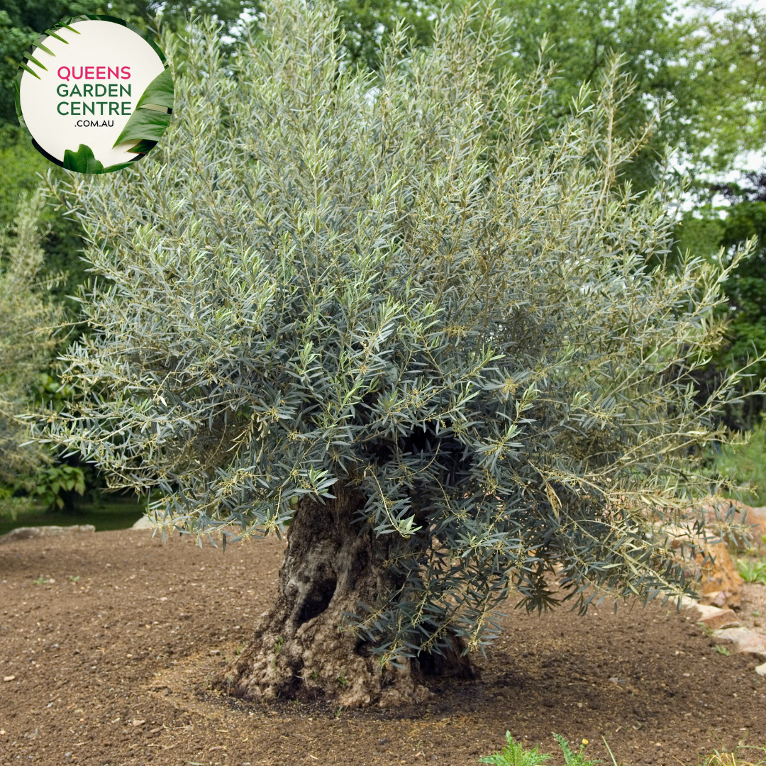 Buy Olive Olea Europaea Tolleys Upright Online in Australia | Olive ...