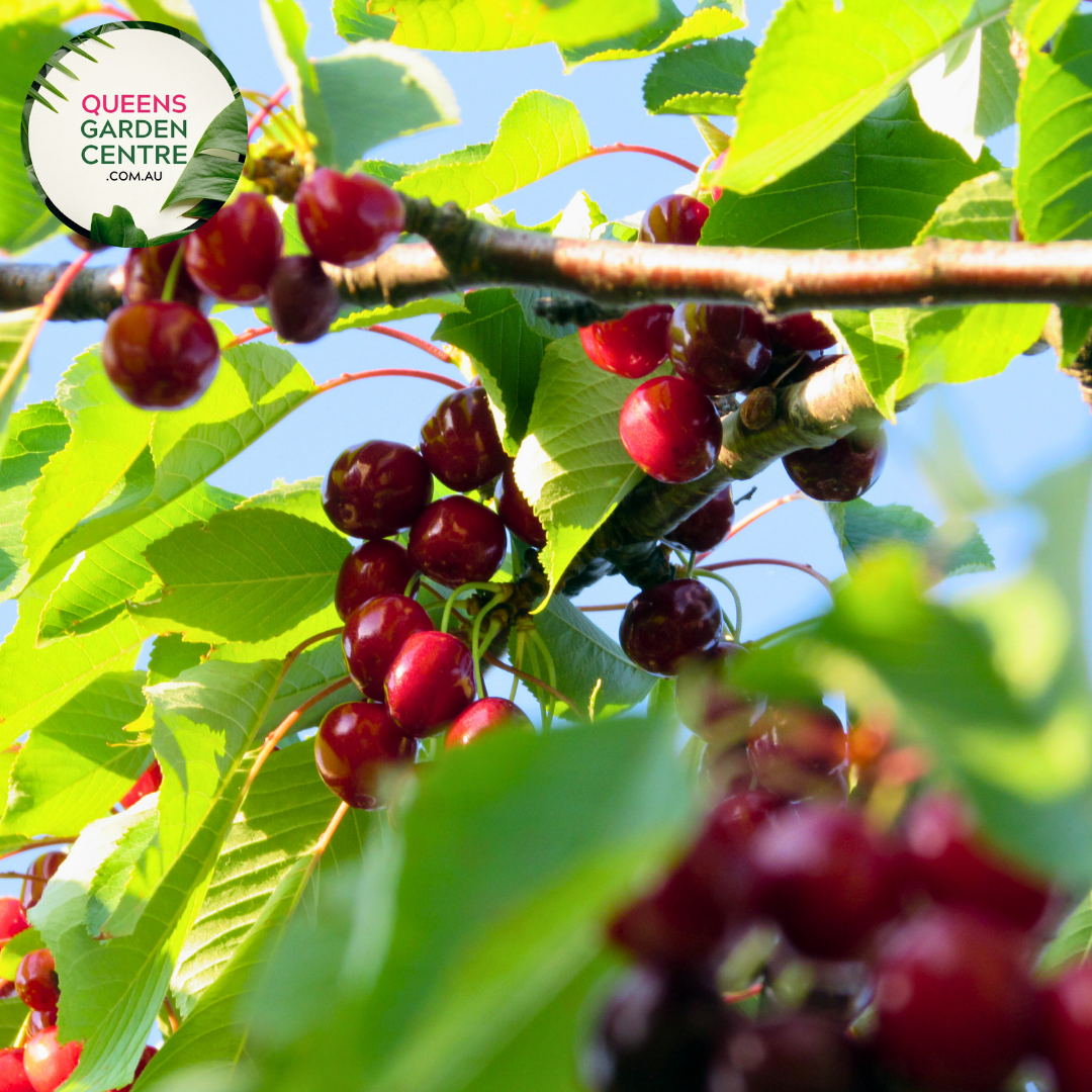 Buy Plum / Cherry Hybrid Prunus Little Chum Online in Australia ...