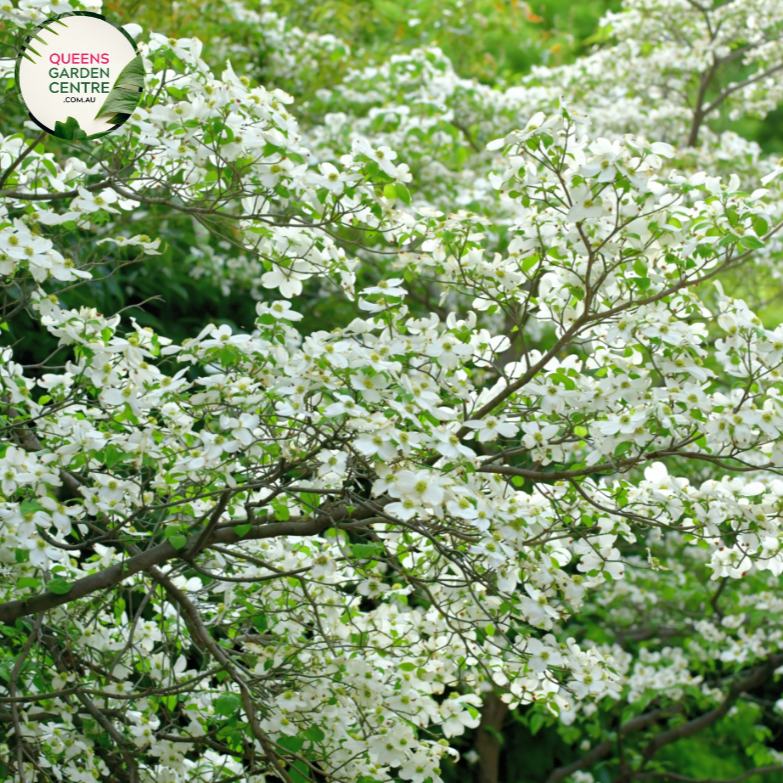 Buy Cornus florida Alba White Flowering Dogwood Online in Australia ...