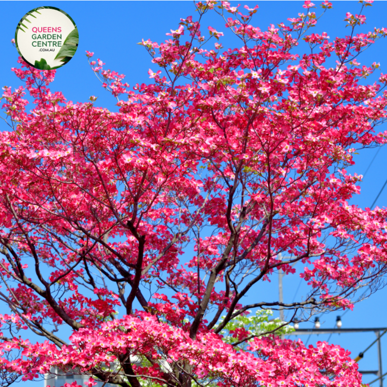 Buy Cornus florida Rubra Pink Flowering Dogwood Online in Australia ...