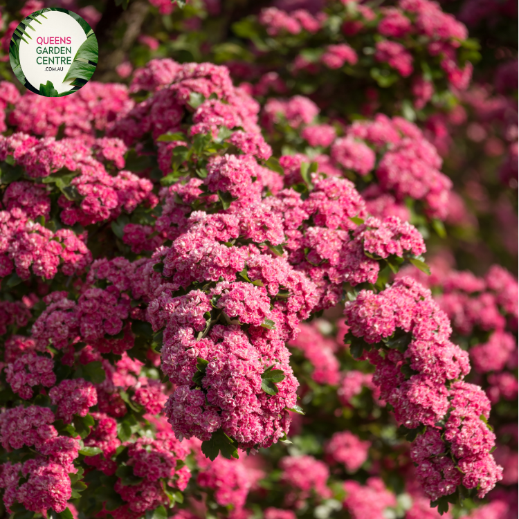 Buy Crataegus laevigata Pauls Scarlet Red Flowering Hawthorn Online in ...