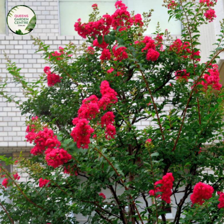 Buy Crepe Myrtle Biloxi (Lagerstroemia indica x L. fauriei (Biloxi ...