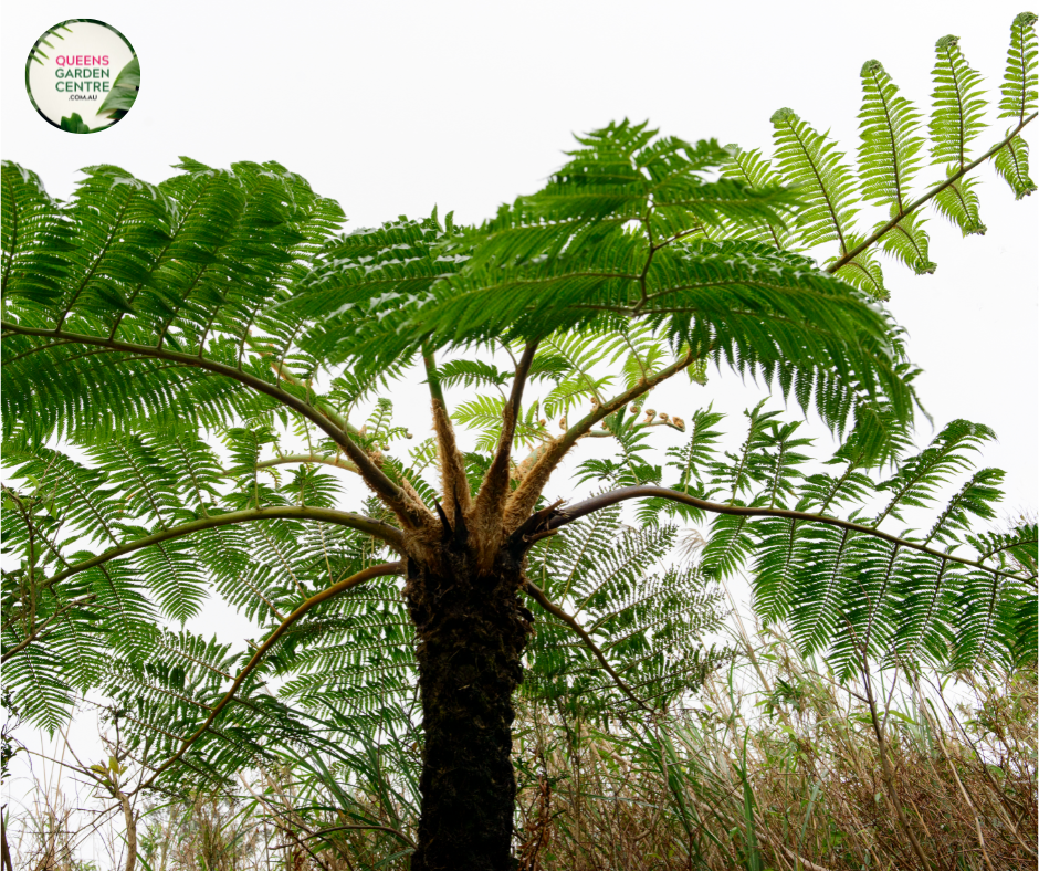 Cyathea australis – Queens Garden Centre