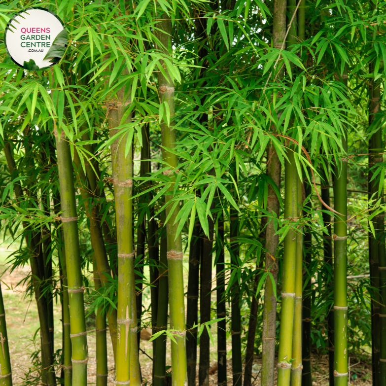 Buy Dendrocalamus minor amoenus Ghost Bamboo Online in Australia ...