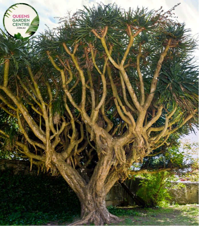 Buy Dracaena draco {Dragon Tree} Online in Australia – Queens Garden Centre