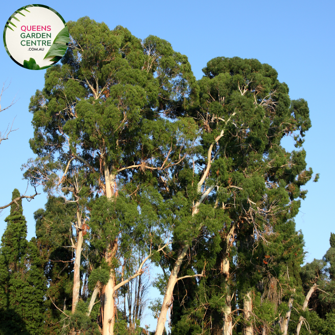 Buy Eucalyptus mannifera Maculosa Red Spotted Gum Online in Australia ...