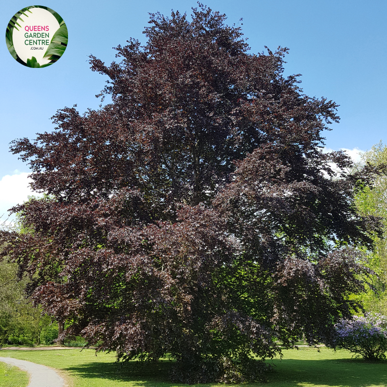 Buy Fagus Sylvatica Purpurea Purple Beech Online in Australia – Queens ...