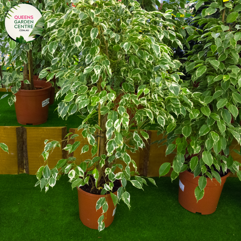 Buy Ficus Benjamina Emerald Green Online in Australia – Queens Garden ...