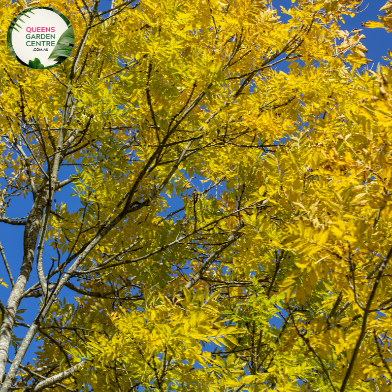 Buy Fraxinus Excelsior Aurea Golden Ash Online in Australia | Fraxinus ...
