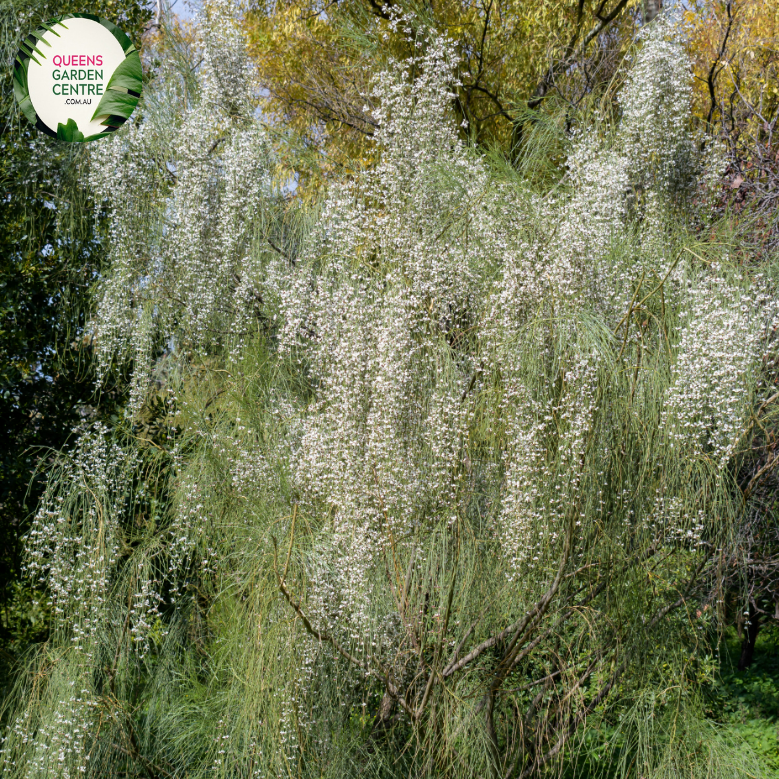 Buy Genista Monosperma Weeping Bridal Veil Online in Australia – Queens ...